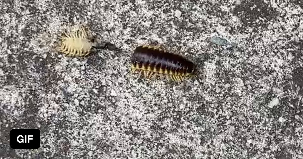 A millipede dragging part of his detached body still connected by entrails - 9GAG