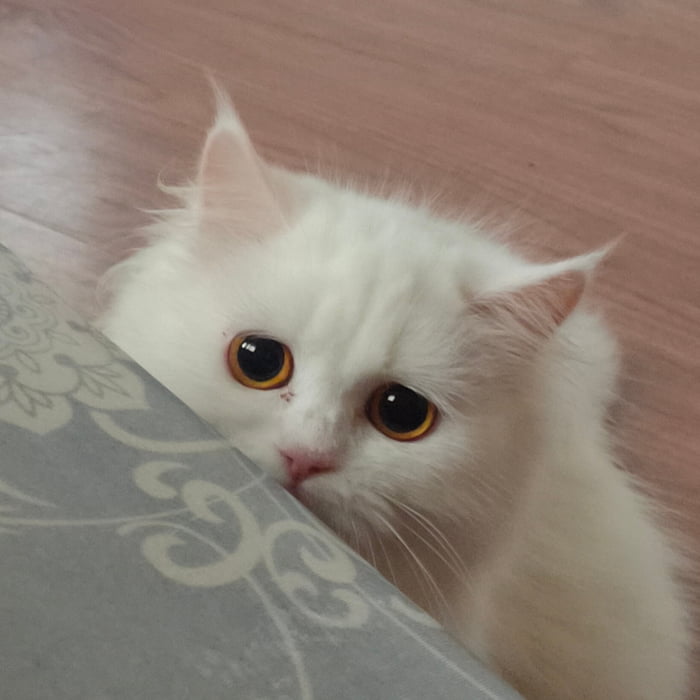 One smol sad kitty - 9GAG