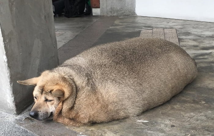 In awe over this absolute sad unit - 9GAG