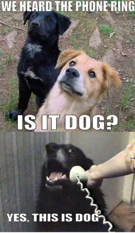 Telephone dogs - 9GAG
