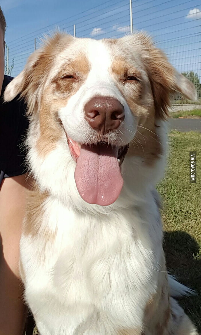 My happy dog - 9GAG