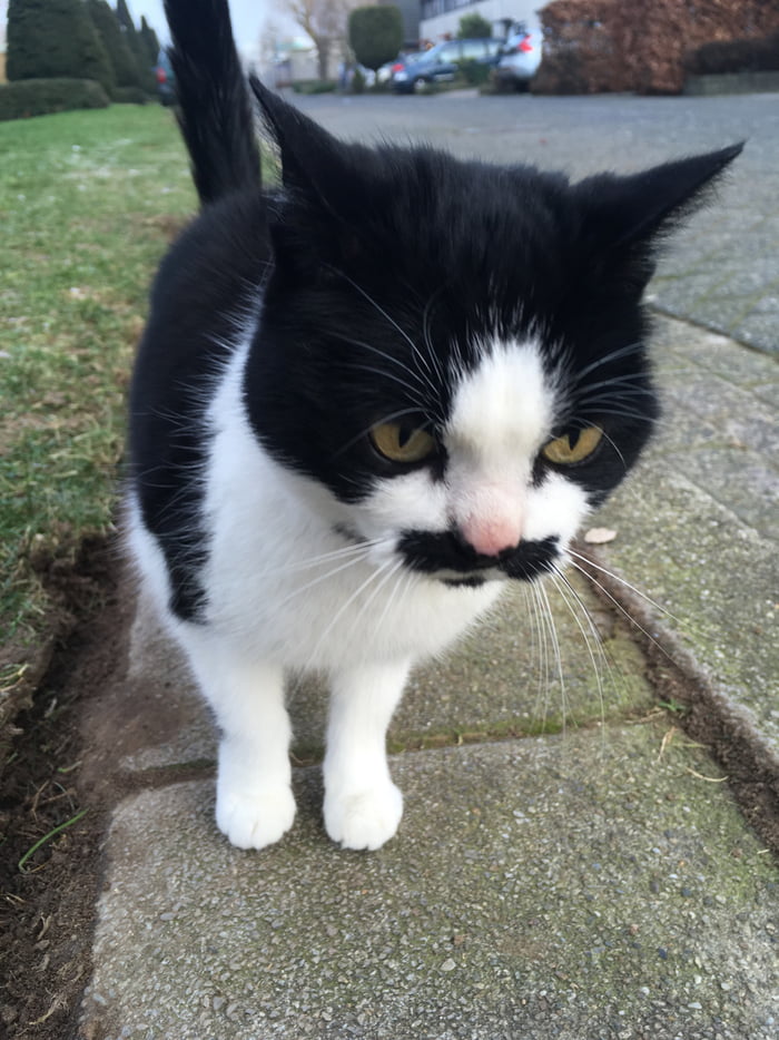 What kind of cate is this..? - 9GAG