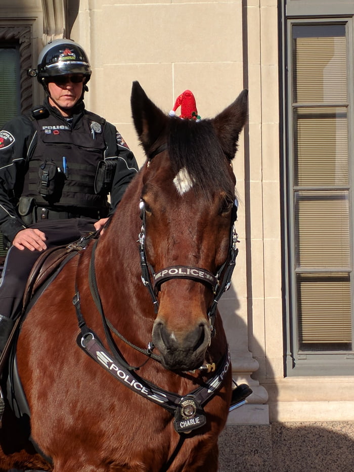 Police Horse in a tiny Santa Hat - 9GAG