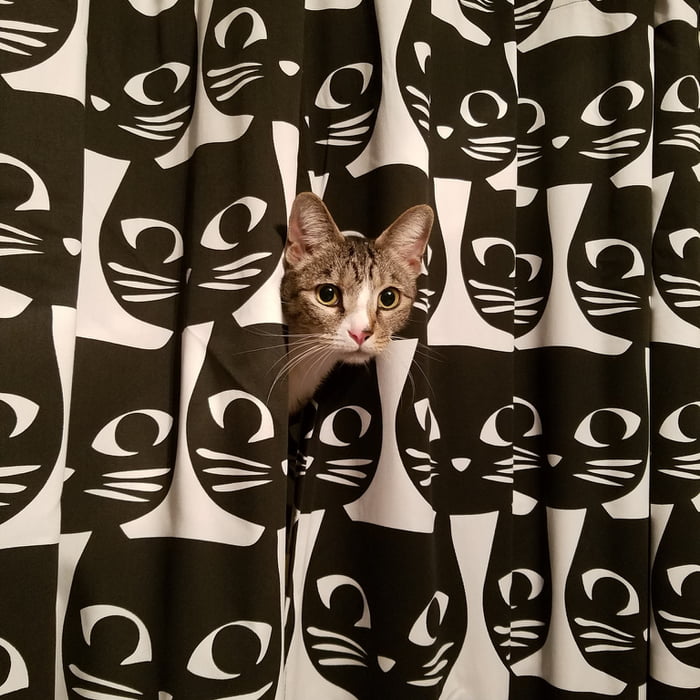 My boy, Thor, reenacting the E.T. closet scene. - 9GAG
