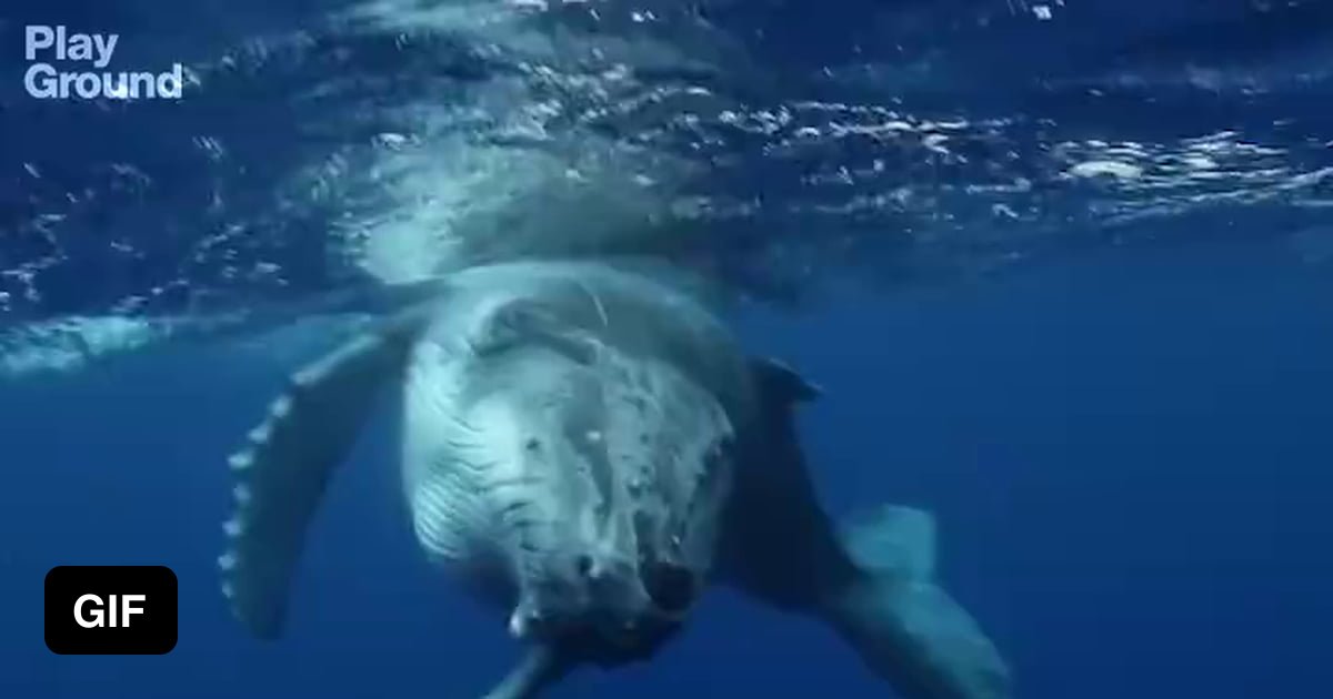 Are you a whale? 'Cos you can Hump Back at my place! - 9GAG