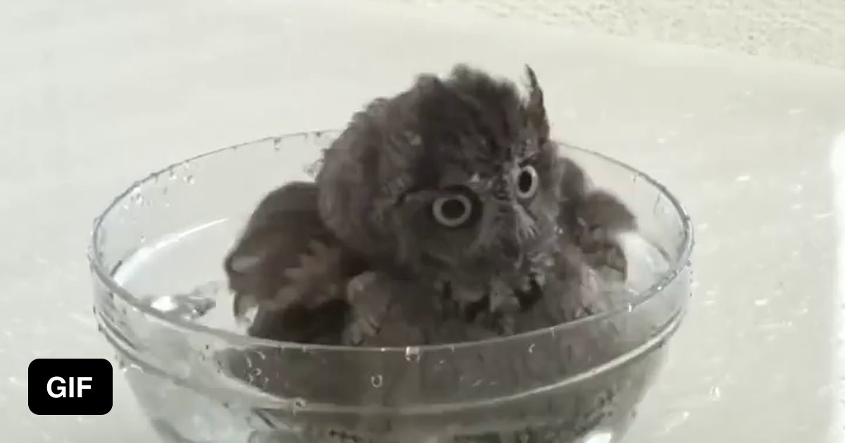 When your owl gets moist. - 9GAG