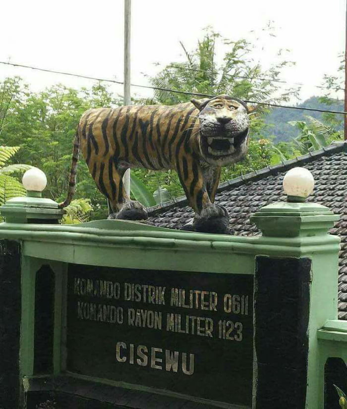 Tiger after weed - 9GAG