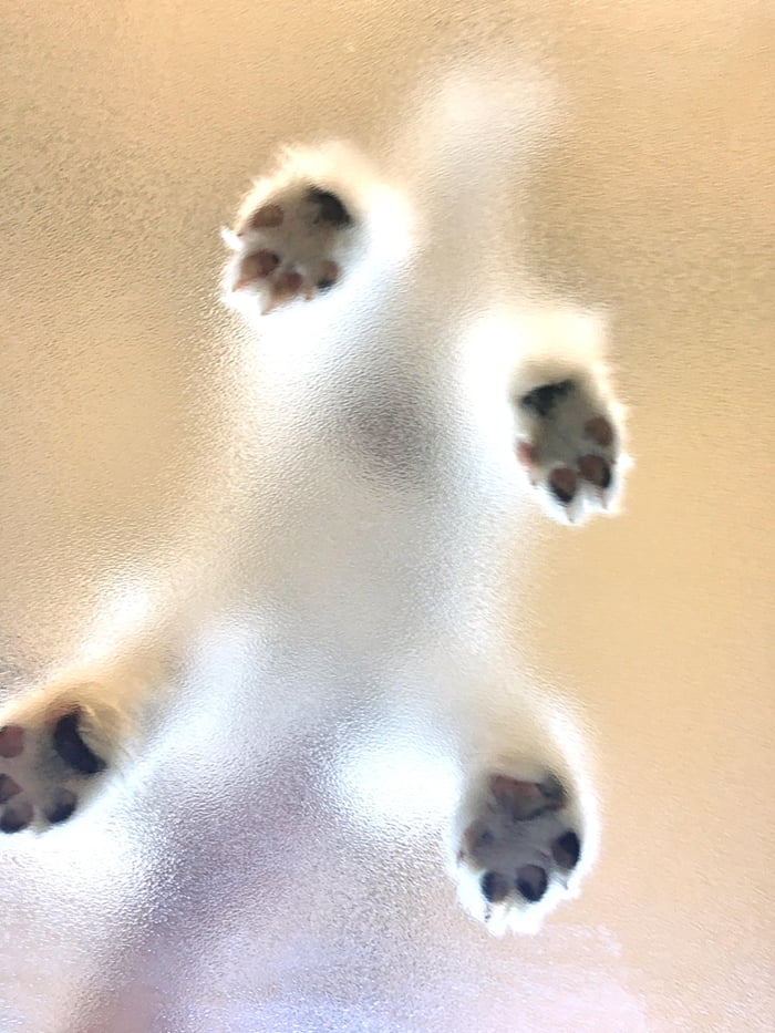 Tiny paws - 9GAG