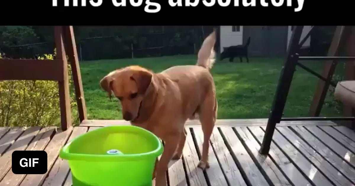 Isn't that dog taking a crap in the background..? - 9GAG