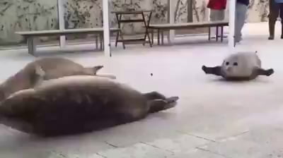 Bouncing seals. - 9GAG