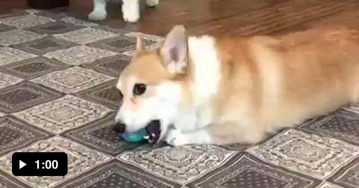 Excited Corgi. - 9GAG