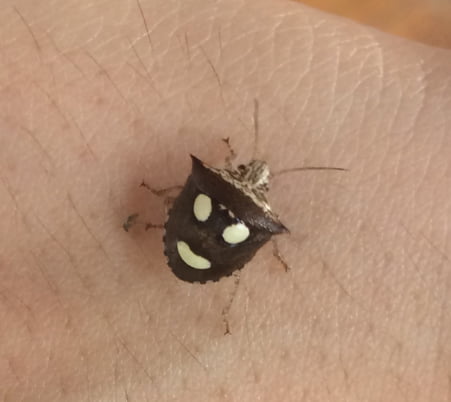 Stink bug (?) looks like a mask with a smiley face. - 9GAG