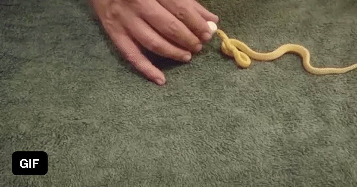 Tiny snek getting noms noms. - 9GAG
