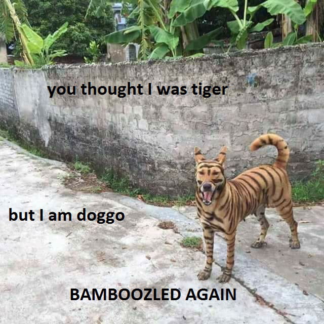 Bamboozled again - 9GAG