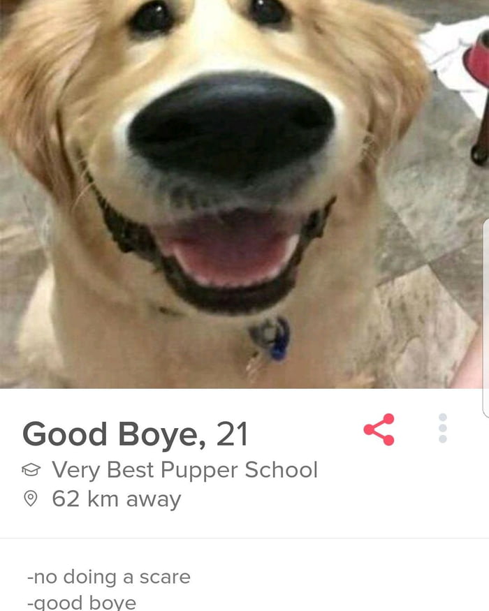 Swipe right for Good Boye! - 9GAG