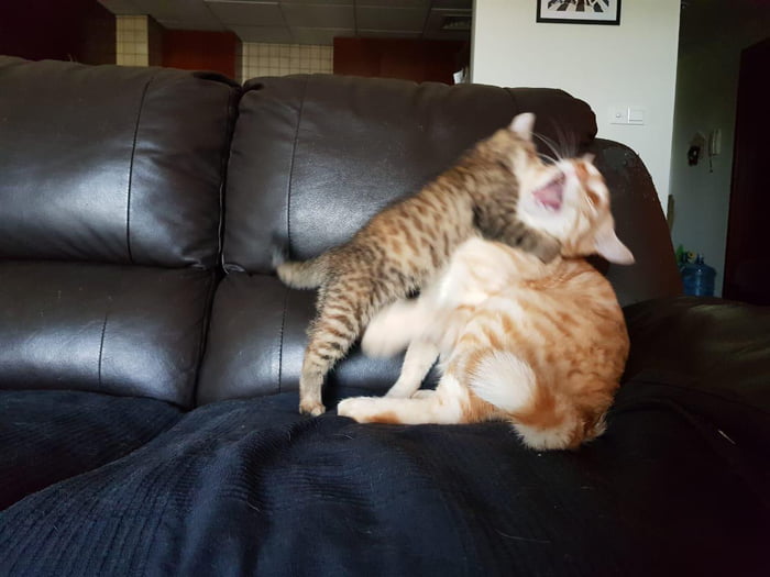 CatTo put this in perspective, she’s around 8 weeks old and ginger is ...