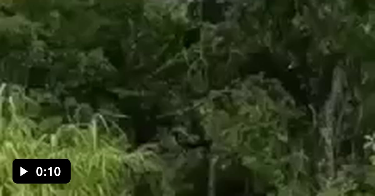 We don’t want you, don’t return to monkey - 9GAG