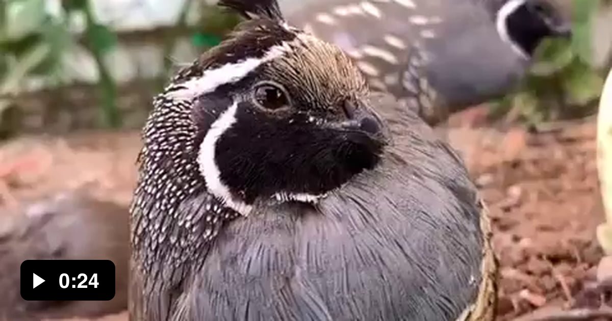 Cute Quails, sleeping in the dirt - 9GAG