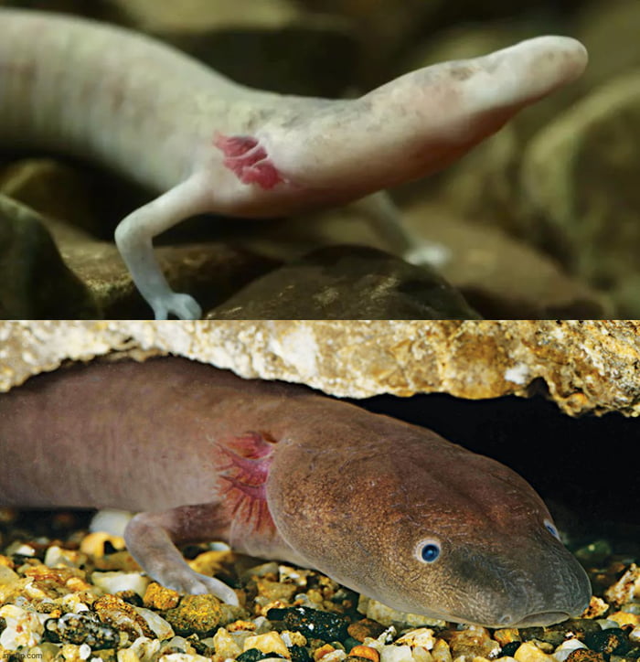 There is a subspecies of olm known as the "Black Olm" which has ...