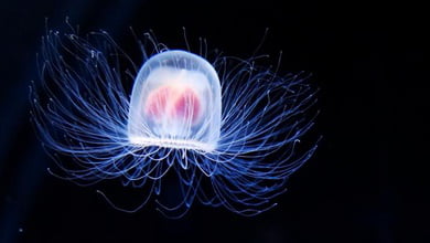 Turritopsis dohrnii, also known as the immortal jellyfish, is a ...