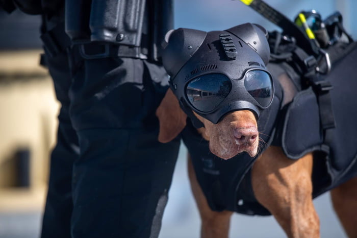 Body armor on a tactical police dog - 9GAG