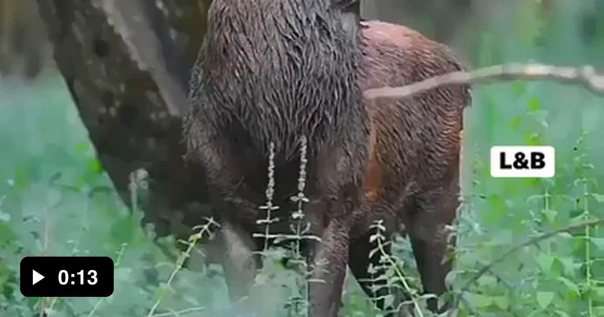 The Red deer stag making sounds - 9GAG