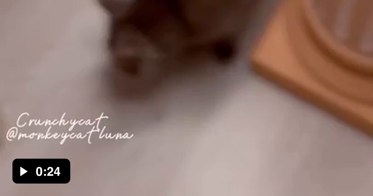 Luna the crunching cat. - 9GAG