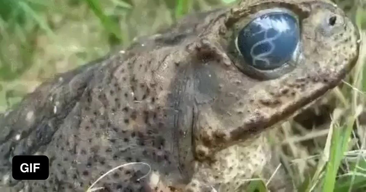 Parasite swimming around in a toad’s eye. - 9GAG