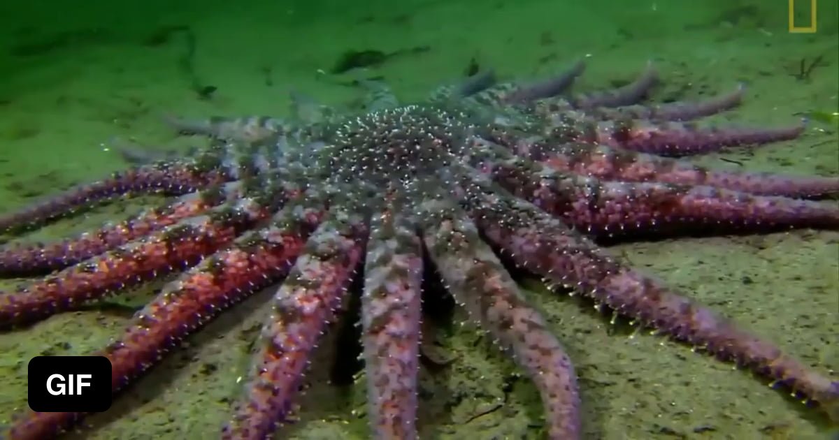 The Sunflower Sea Star is a quick, efficient hunter, moving at a speed ...
