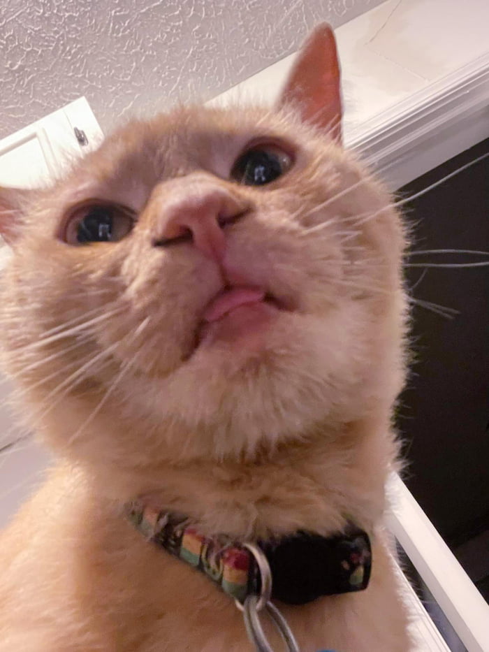 The perfect blep - 9GAG