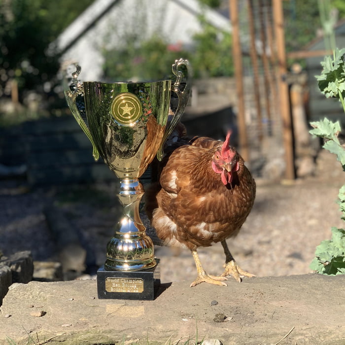 This is Maureen. Winner of the 2022 World Hen Racing Championships! - 9GAG