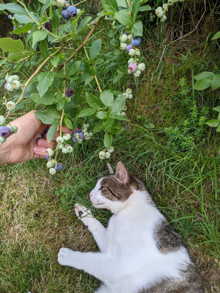 Blueberry farmer Pesto enjoying the harvest. - 9GAG