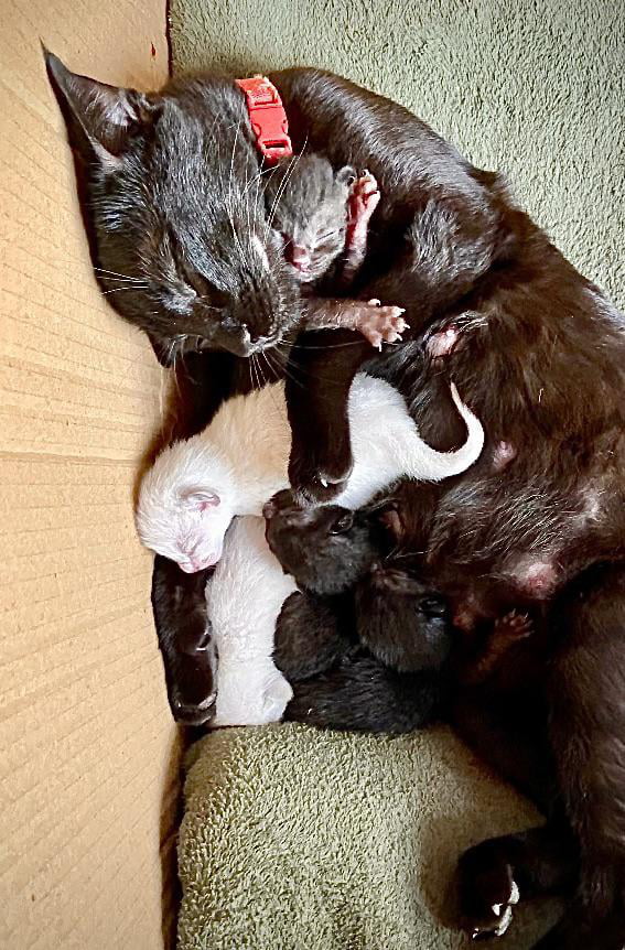 3 Days Old Smol 9GAG 3 Days Old Smol 9GAG