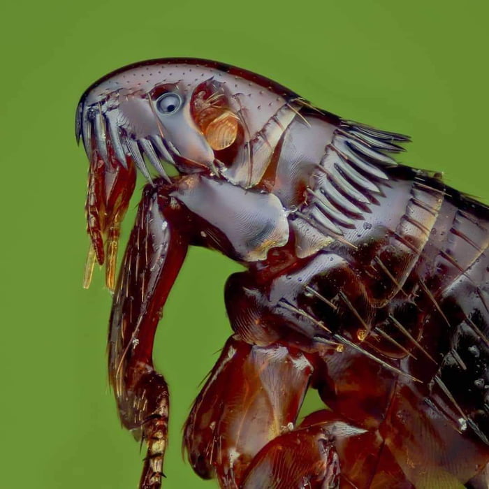 Macro photography of a flea. In the image you can see its eye, part of ...