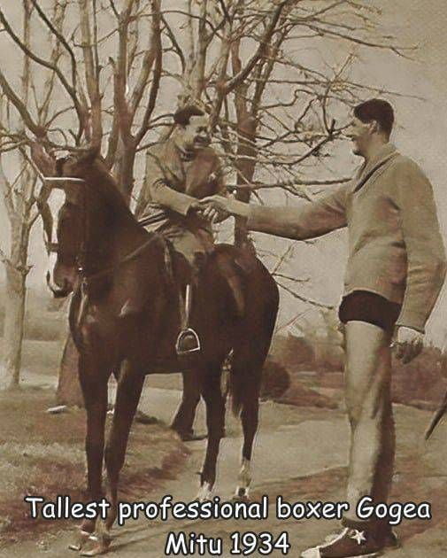 Tallest boxer, Gogea Mitu, Romanian - 9GAG