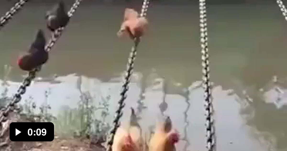 Bridge made for chickens to cross small river - 9GAG