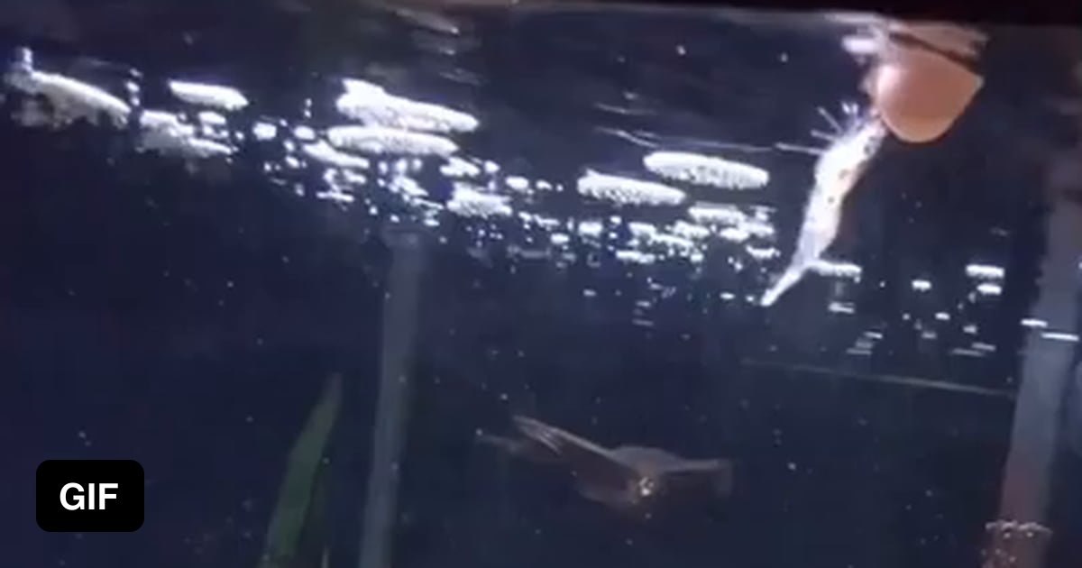 Squid catches prey in slow motion - 9GAG