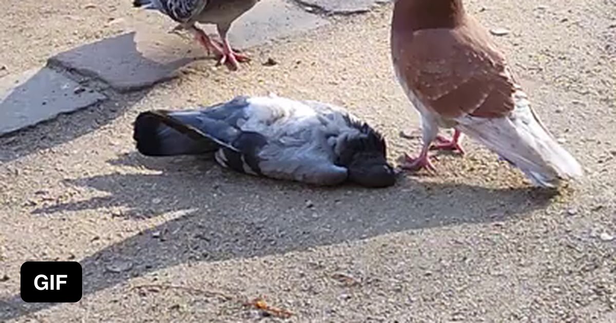 These necrophile pigeons - 9GAG