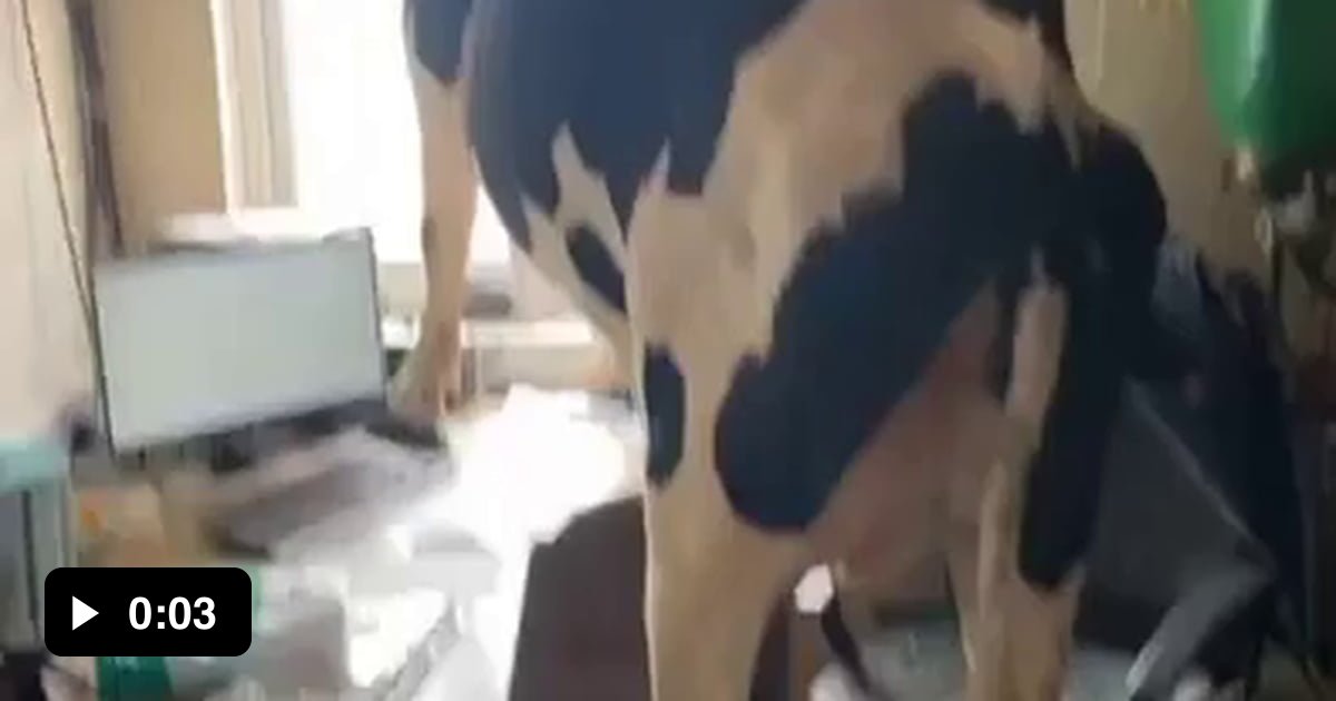 This cow has other ambitions. - 9GAG