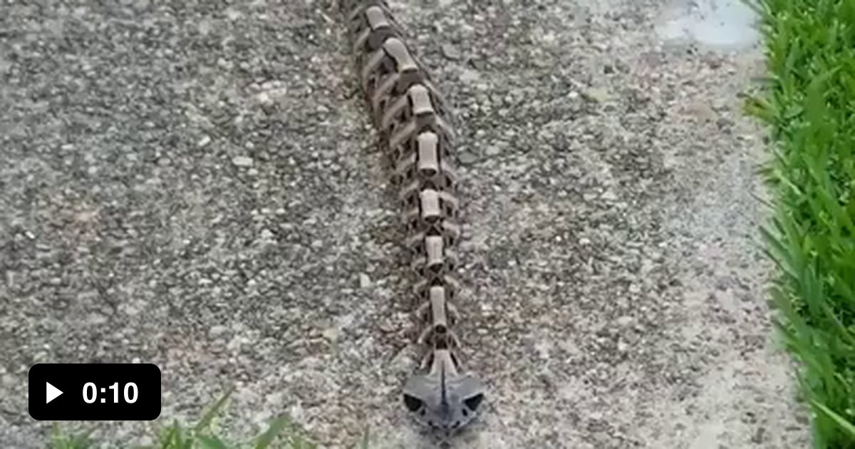 A chonky gaboon viper. Its venom is rather weak compared to venomous ...