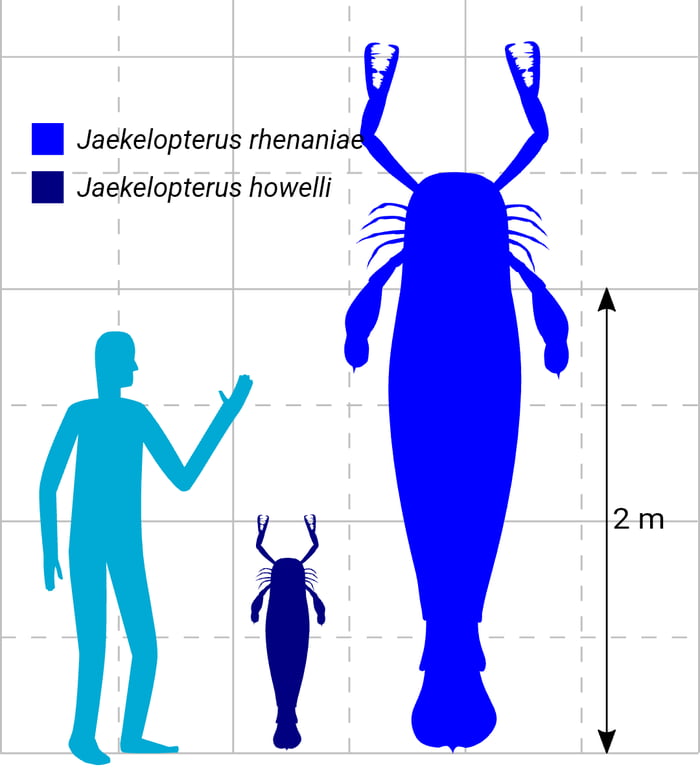 The world's biggest sea scorpion (est. size 2.33–2.59m from single ...