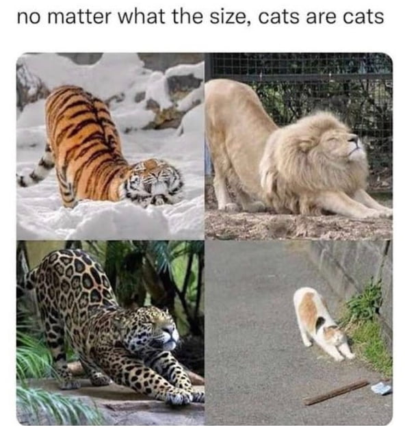 Cats are cats - 9GAG