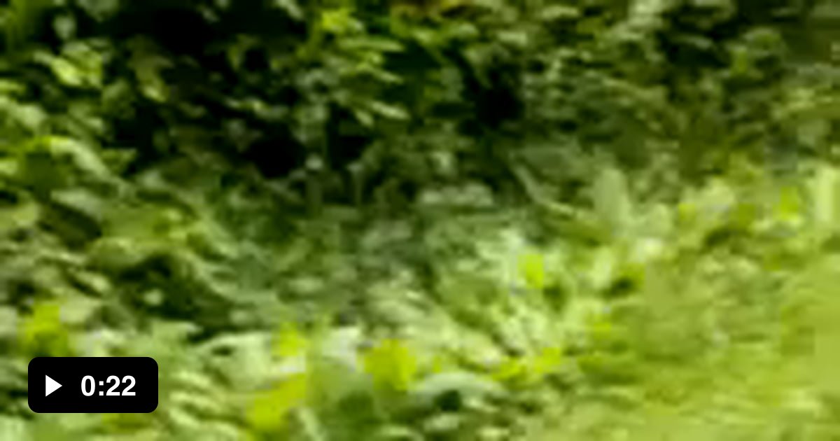 Tiger chasing Bike and tried to Attack - 9GAG