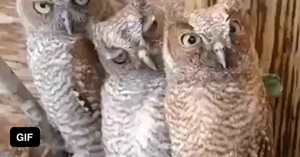 Owl judging people - 9GAG