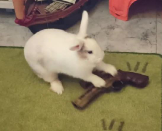 Bun with a Gun, Murder Bun’s Older Brother - 9GAG