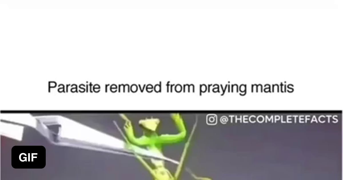 Parasite being removed from a praying mantis. - 9GAG