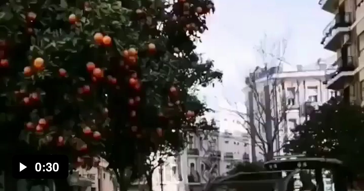 Annual Tree Shake in Valencia - 9GAG