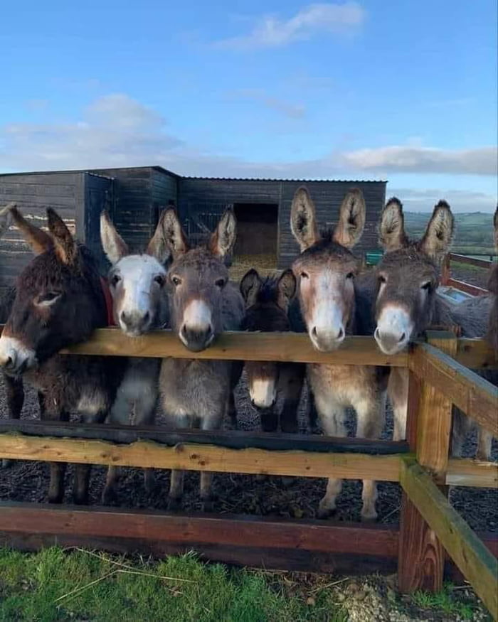 Donkey Family - 9GAG