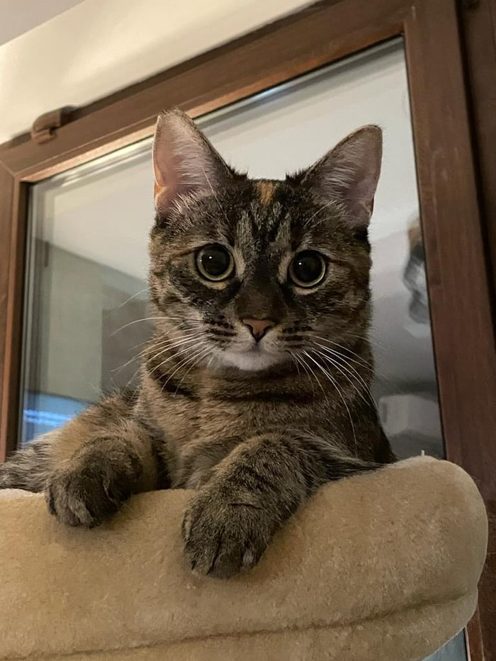 Sister of Rasputin, Pixar the brainless cat - 9GAG