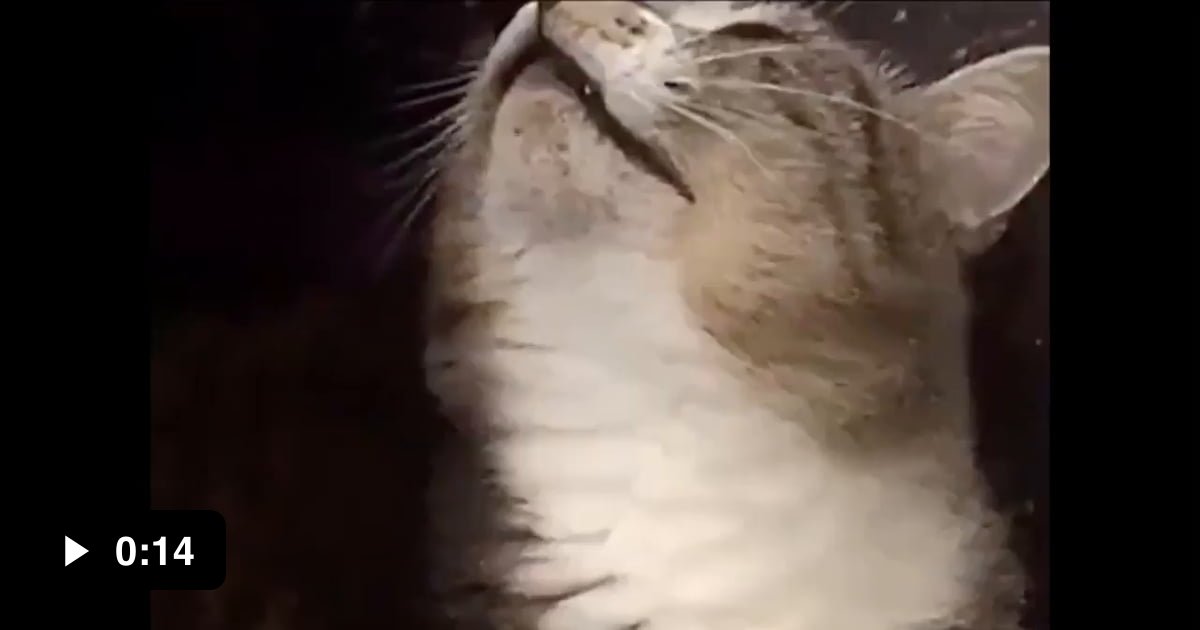 If you pet a cat with a wet toothbrush it reminds them of getting ...